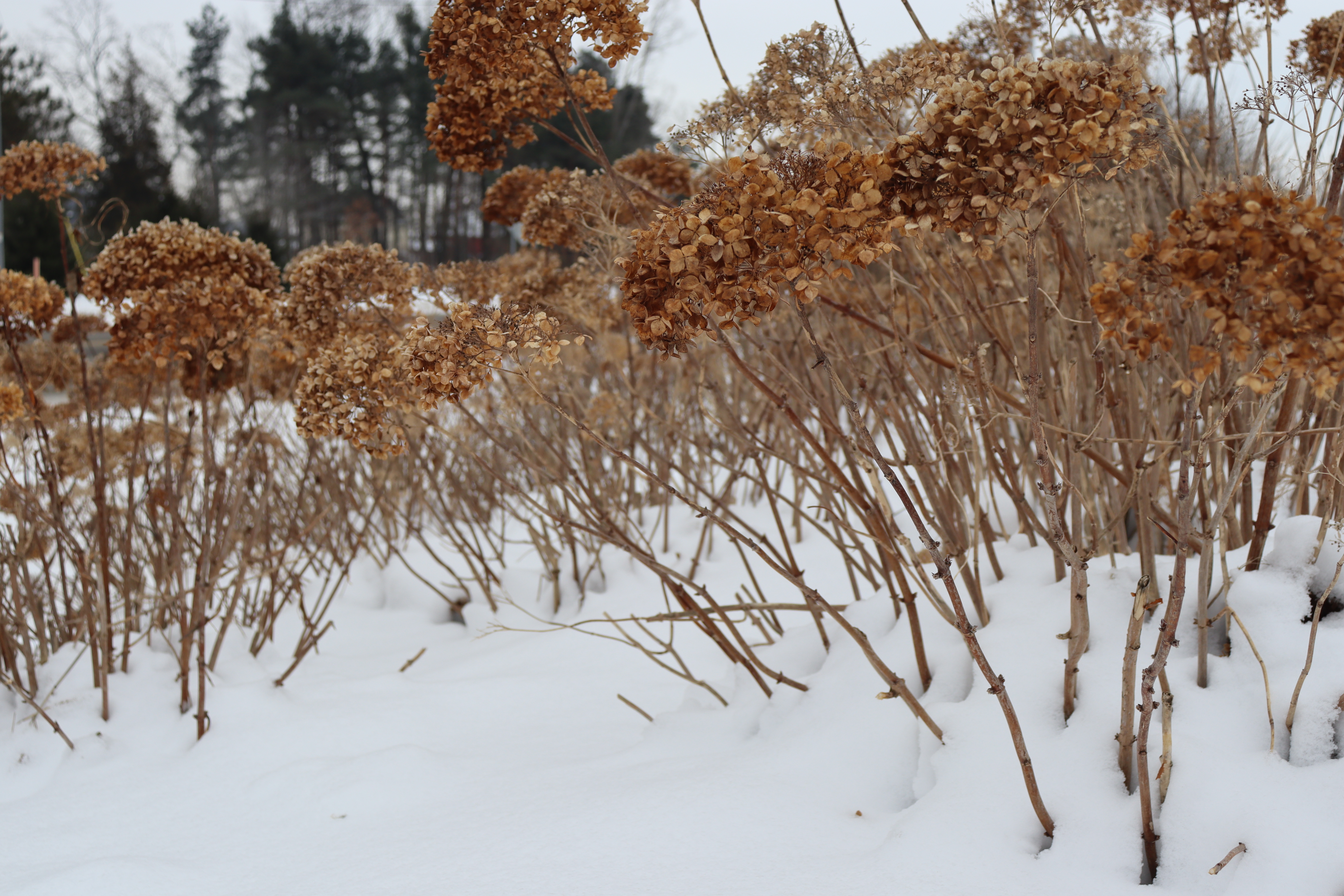 Hydrangea in winter store
